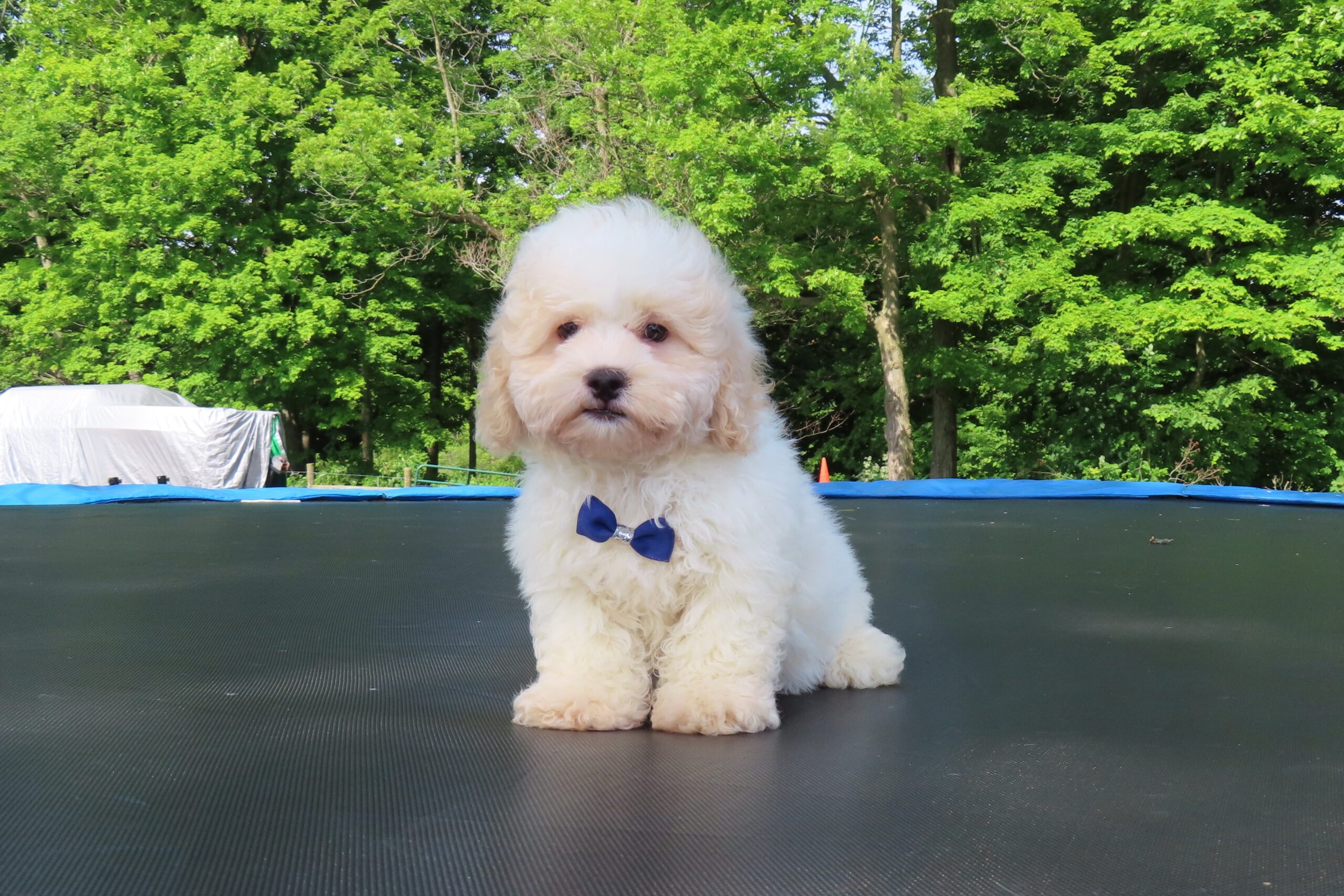 Piper - Puppy Lodge