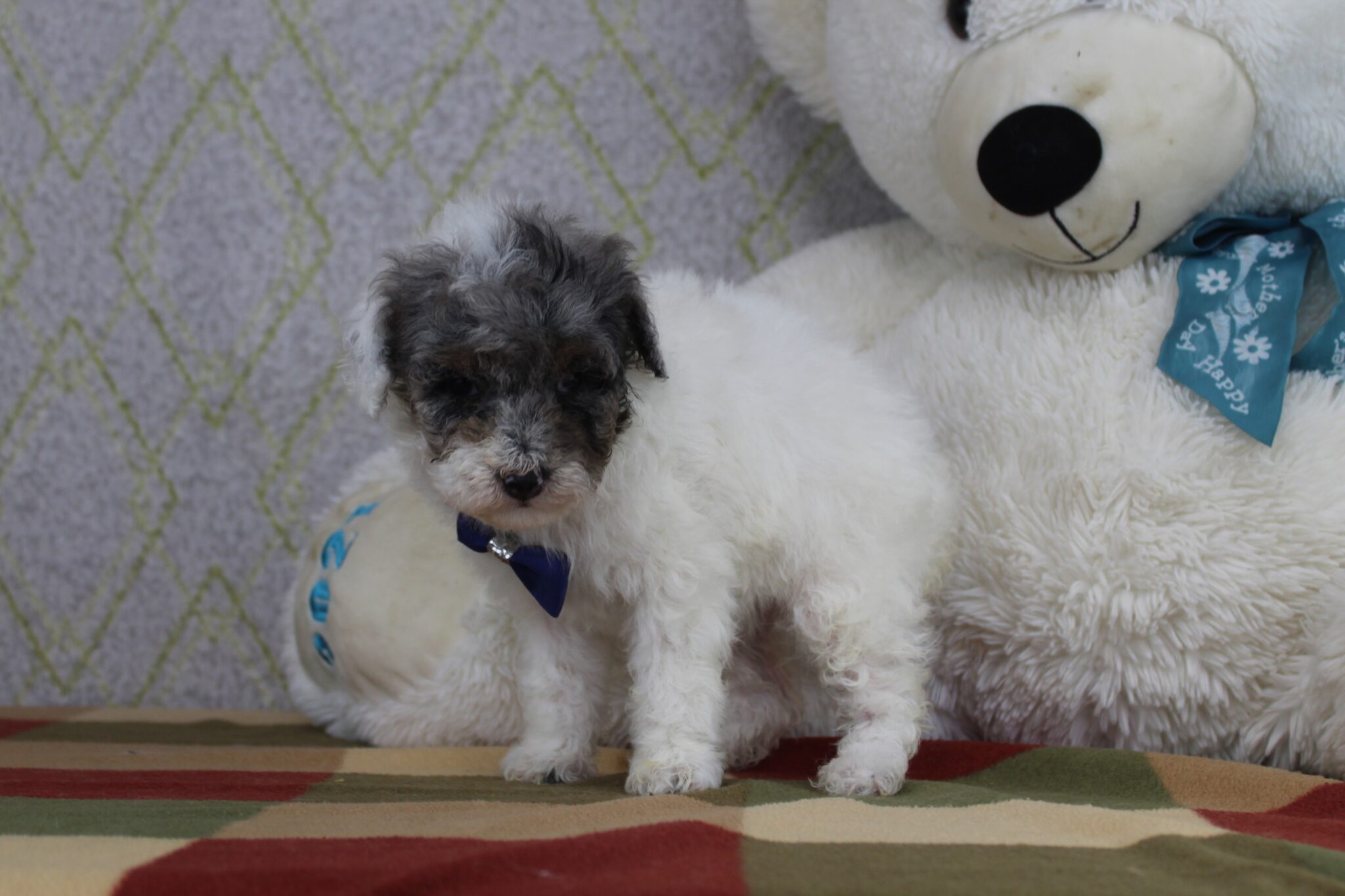 Scout Miniature Poodle | The Puppy Lodge