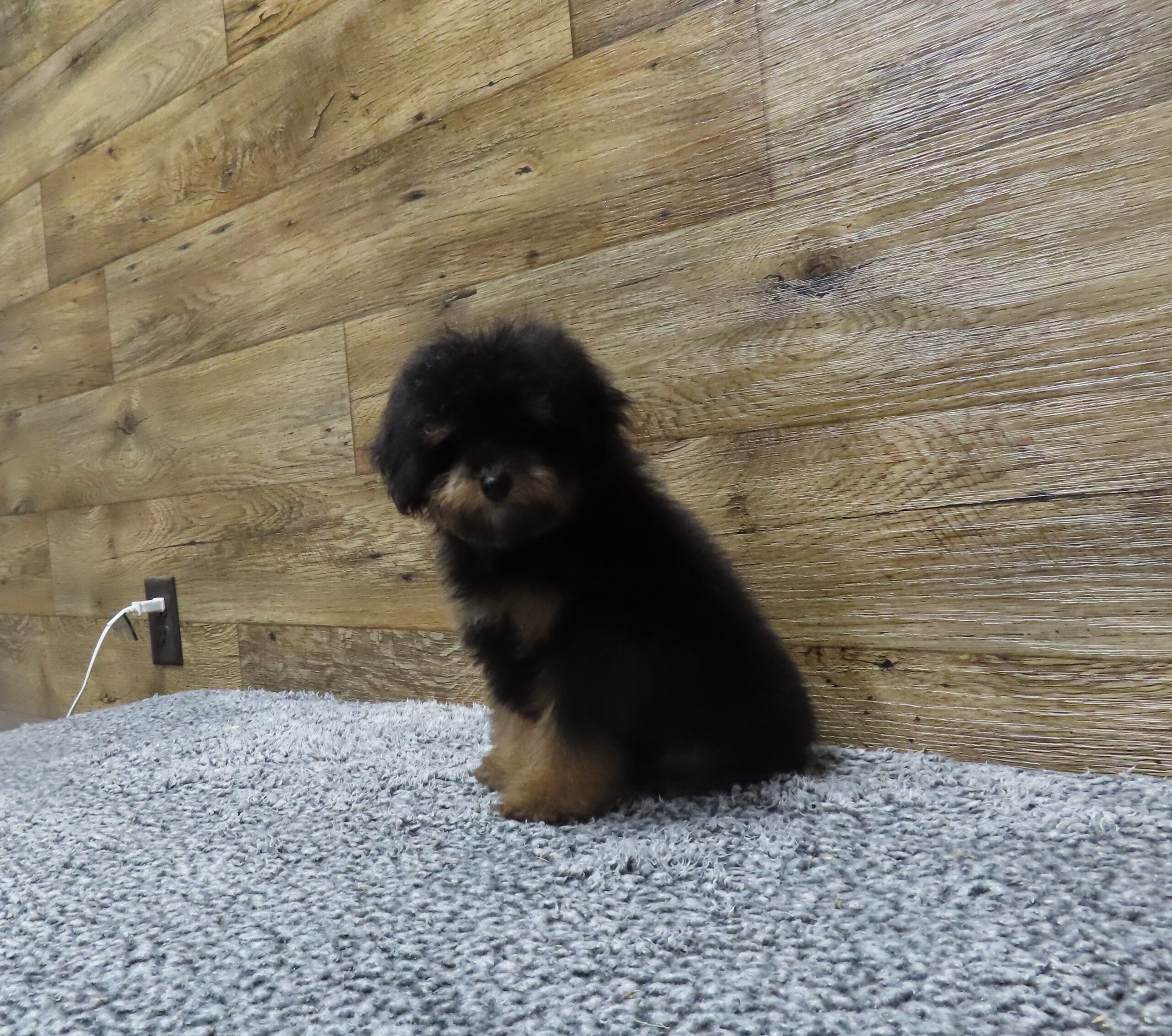 Ray Miniature Poodle | The Puppy Lodge