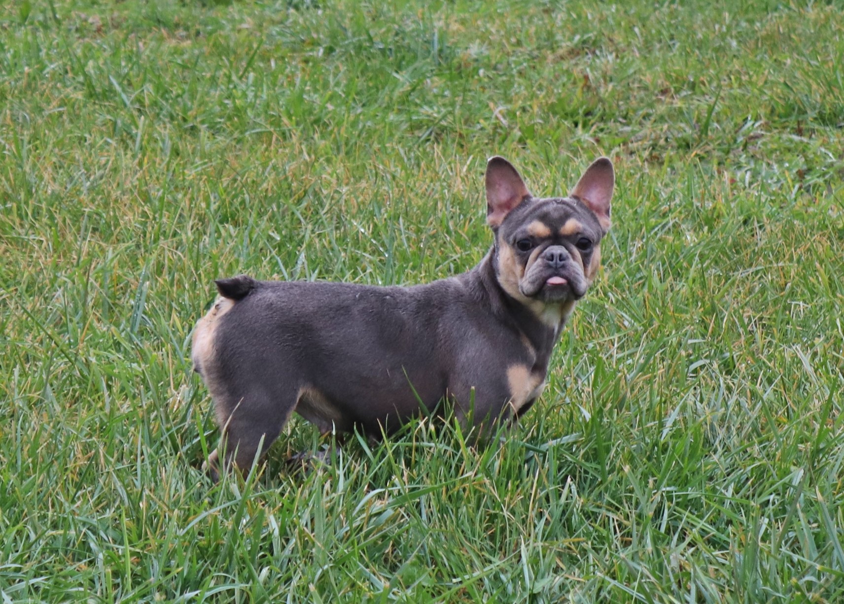 Garner Fluffy Frenchie | The Puppy Lodge