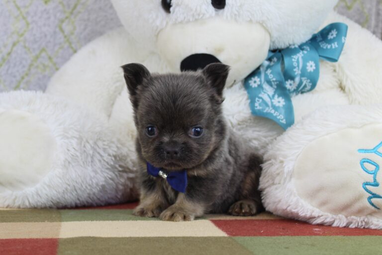 Fluffy Frenchie - Puppy Lodge