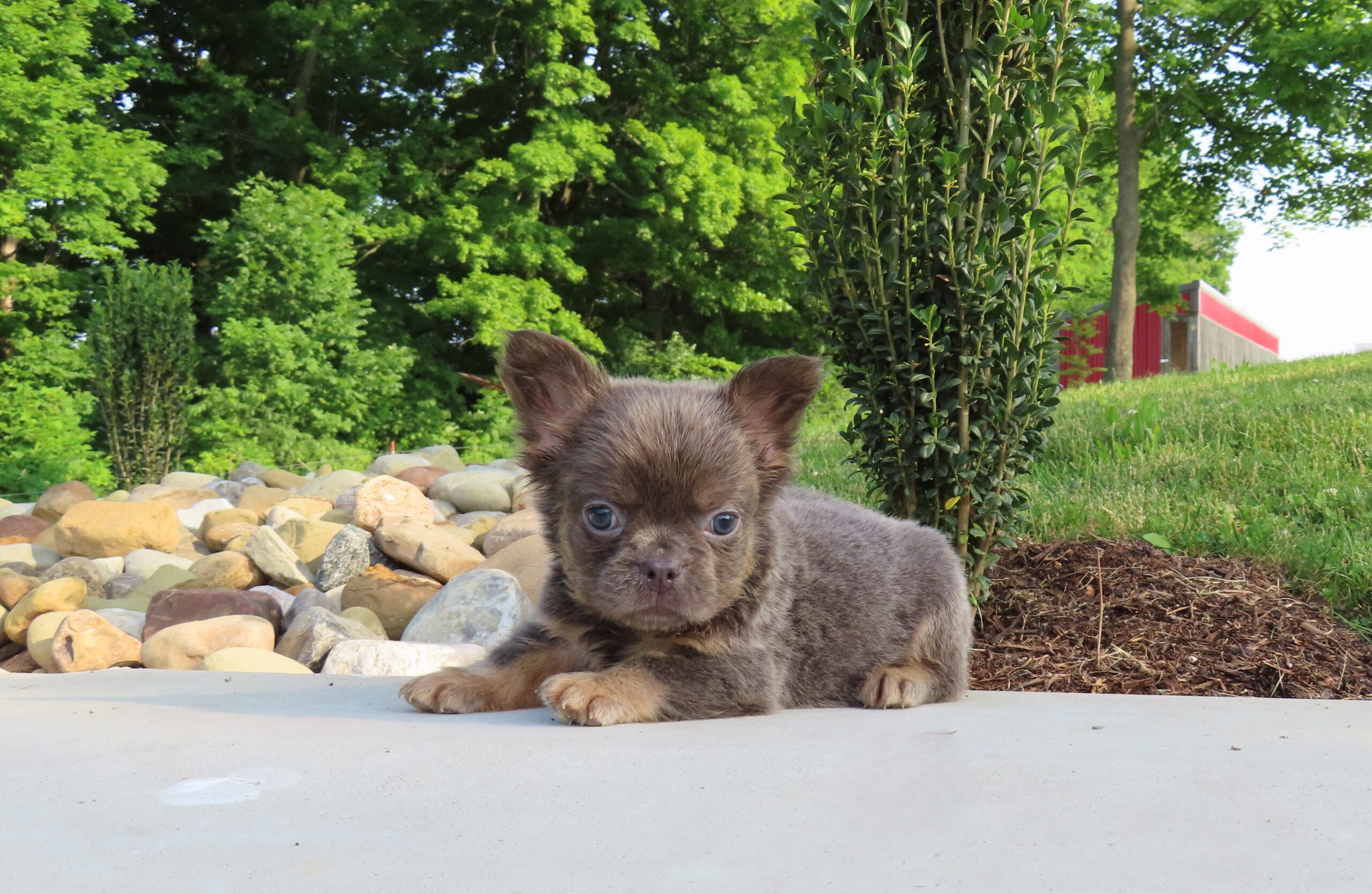 Garner Fluffy Frenchie | The Puppy Lodge