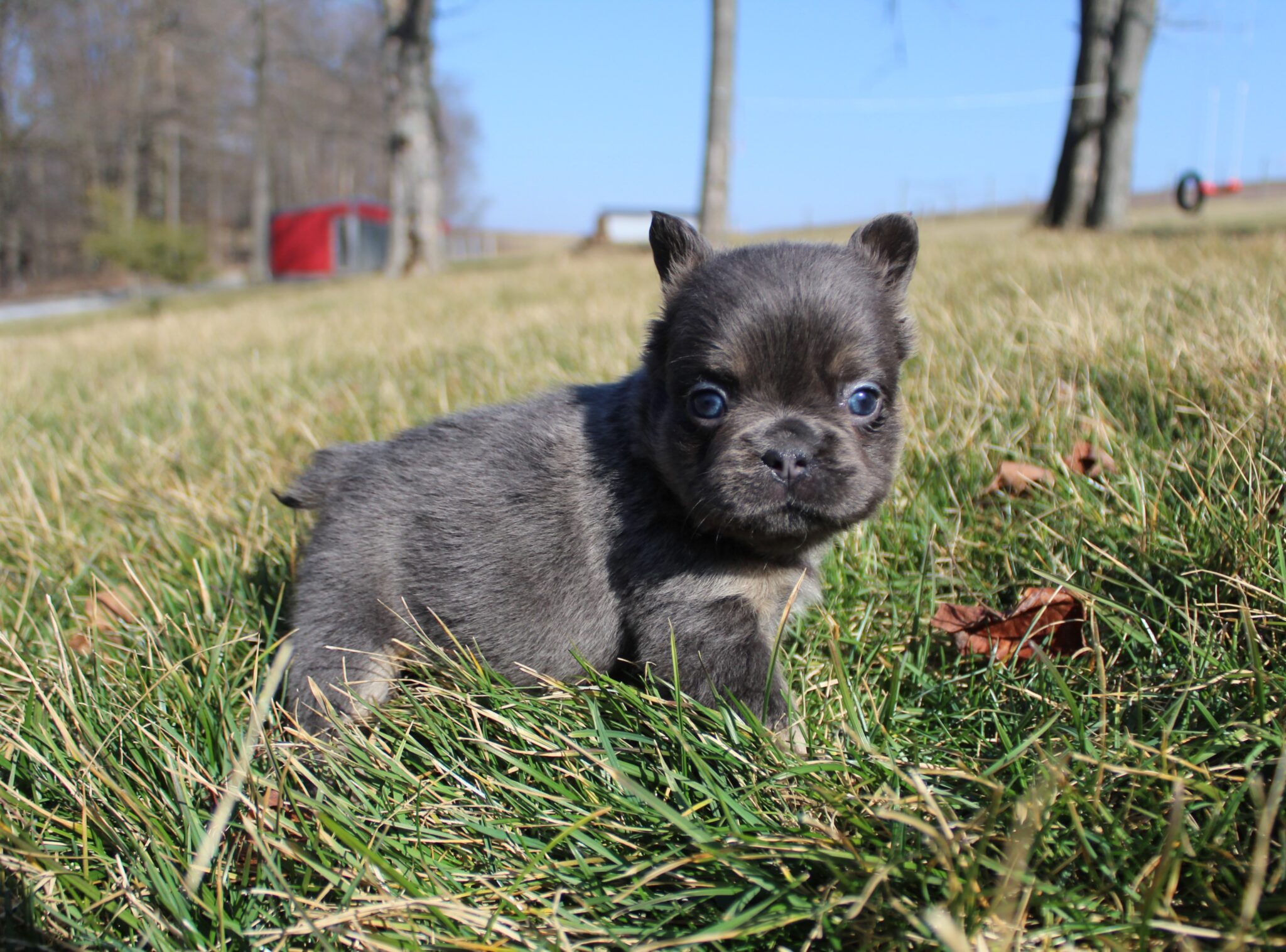 Fluffy Frenchie - Puppy Lodge