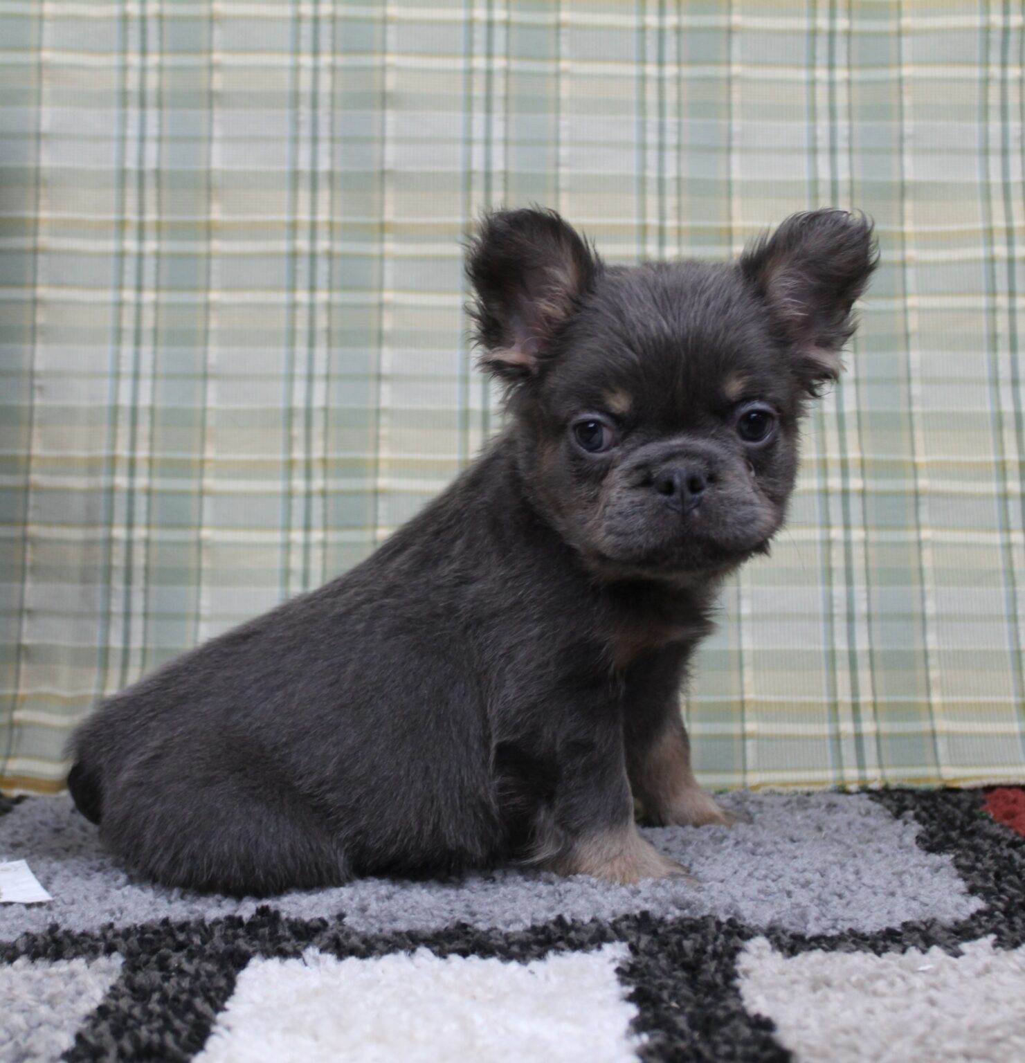 Fluffy Frenchie - Puppy Lodge