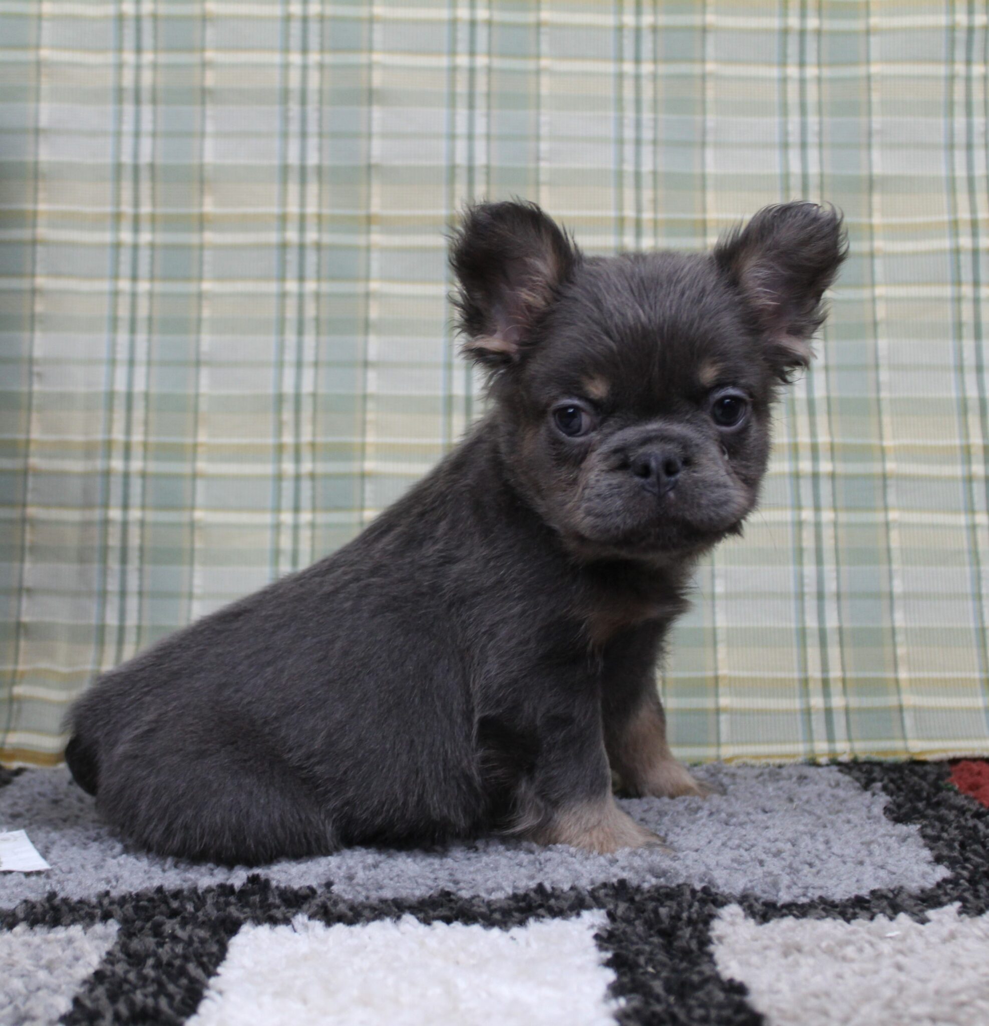 Fluffy Frenchie - Puppy Lodge