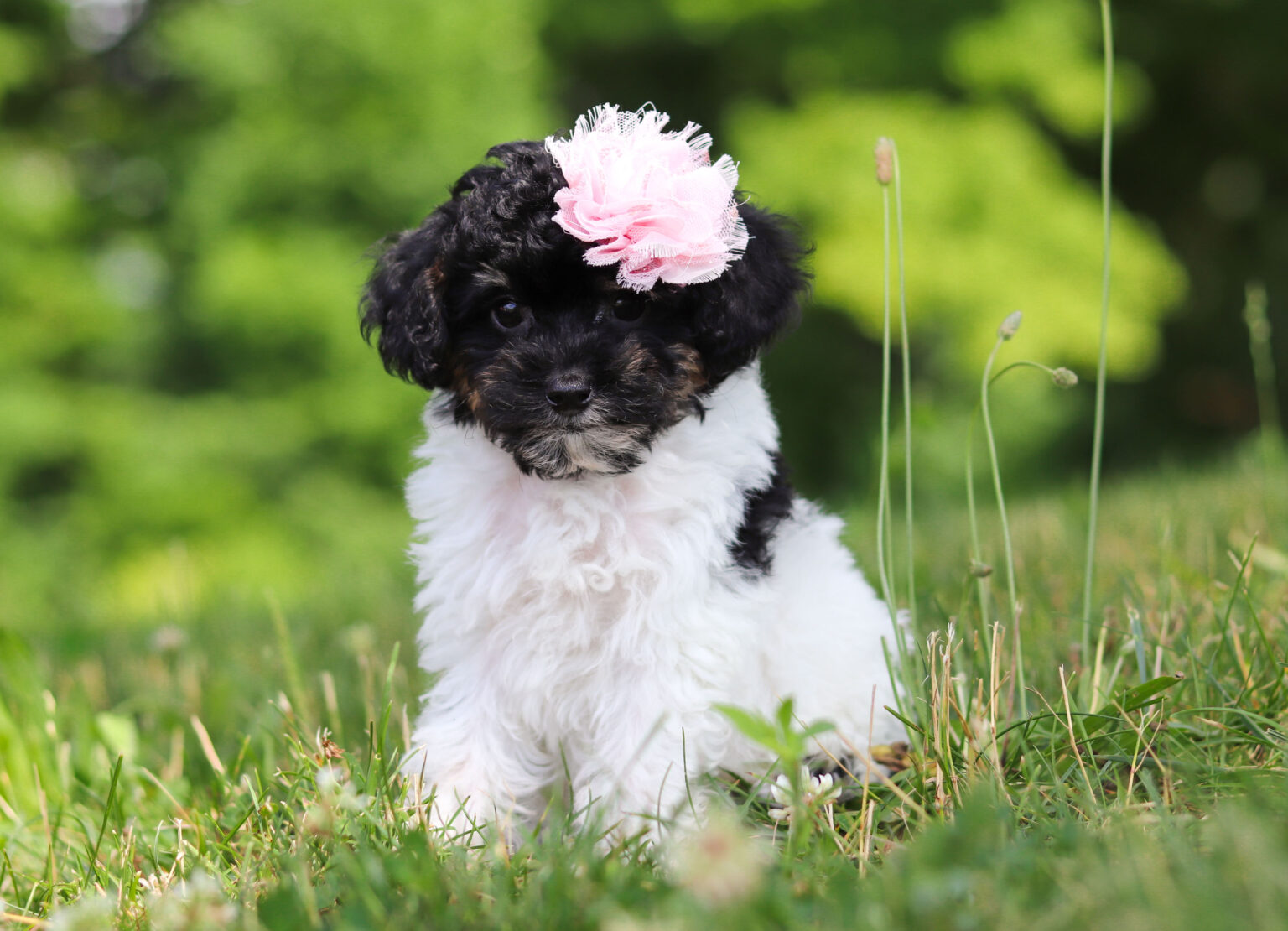 Miniature Poodle - Puppy Lodge