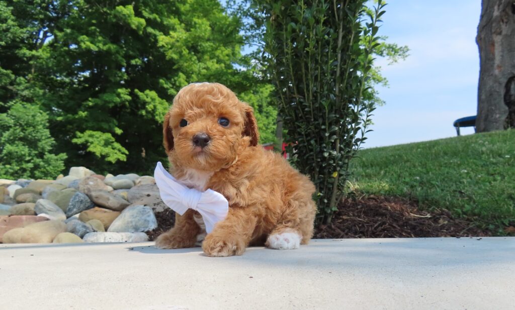 Miniature Poodle - Puppy Lodge