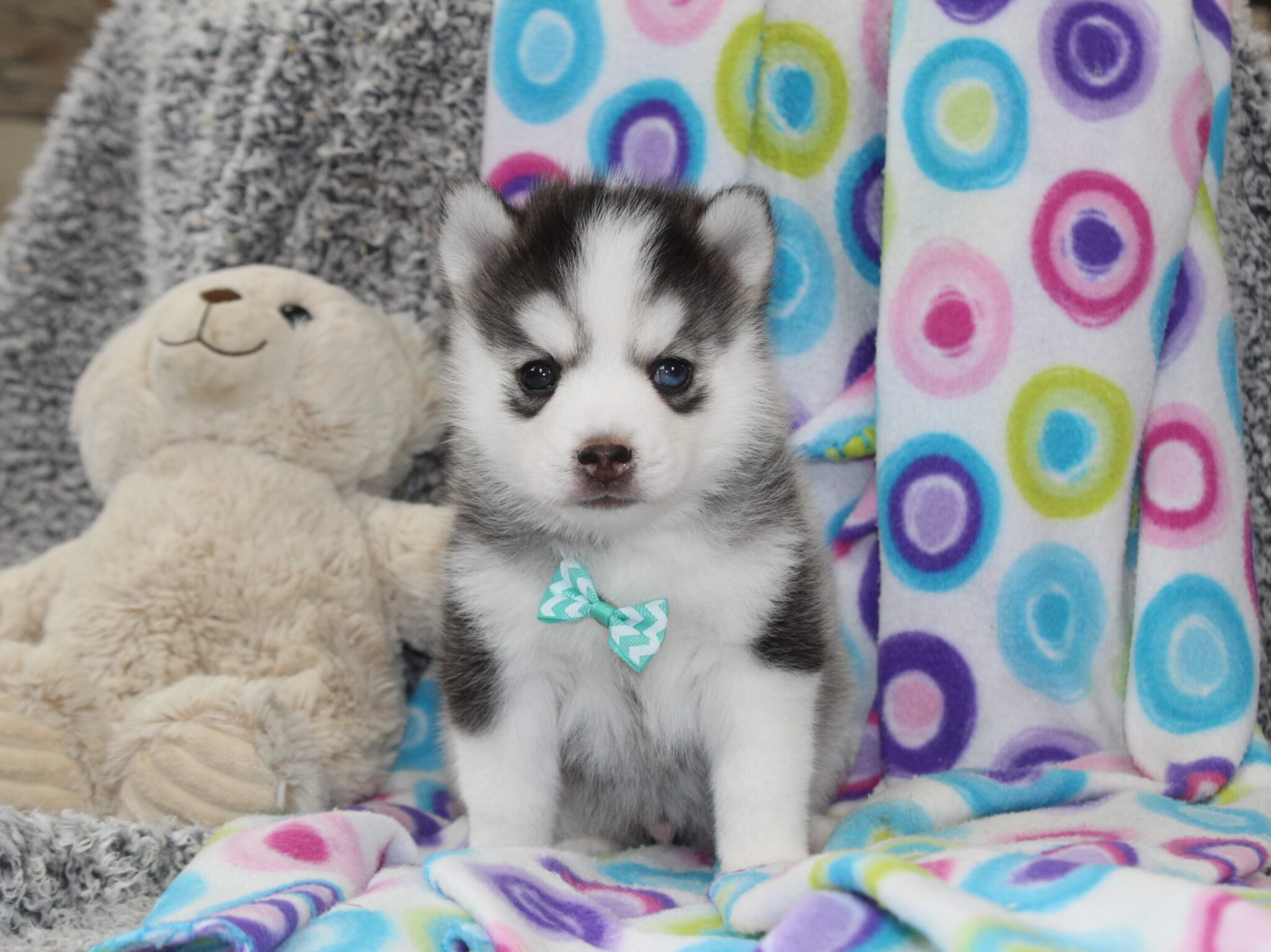 Pomsky - Puppy Lodge