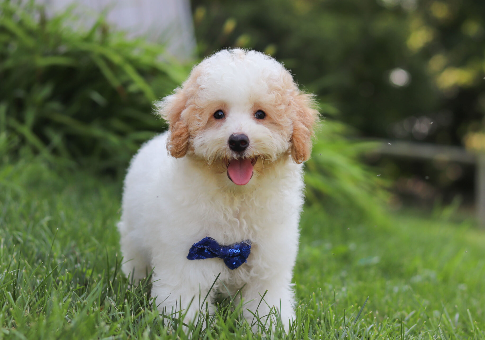 Miniature Poodle - Puppy Lodge