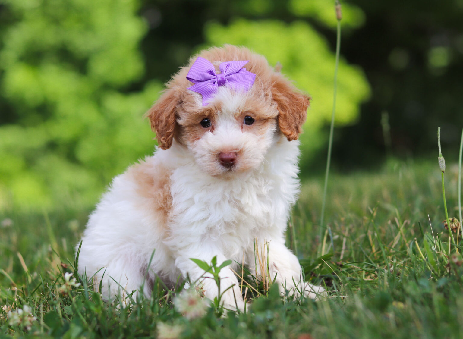 Miniature Poodle - Puppy Lodge