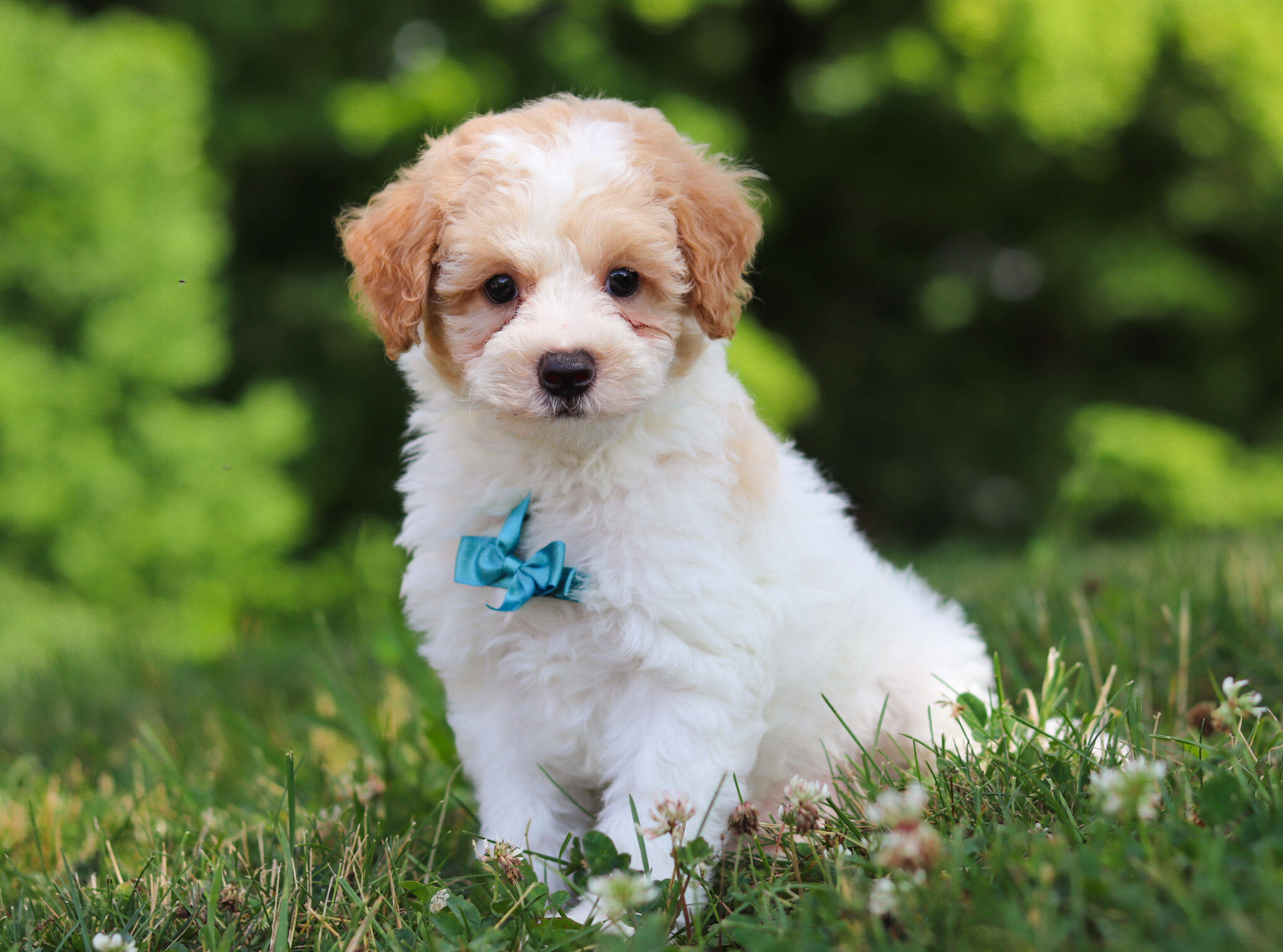 Miniature Poodle - Puppy Lodge