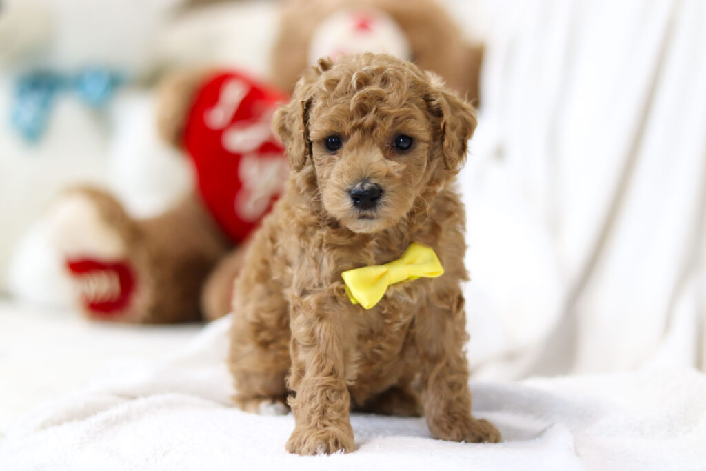 Miniature Poodle - Puppy Lodge