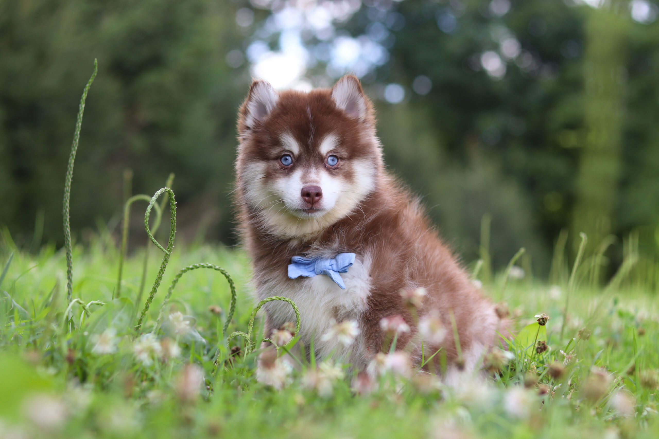 Hank Pomsky | The Puppy Lodge