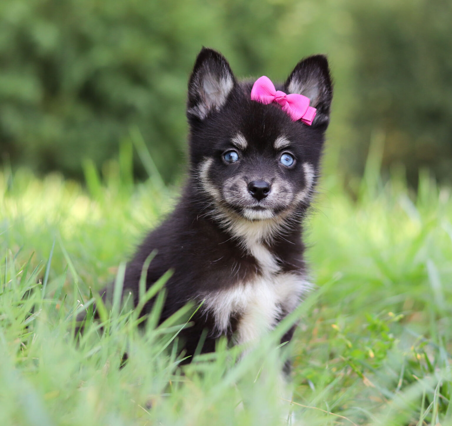 Pomsky - Puppy Lodge