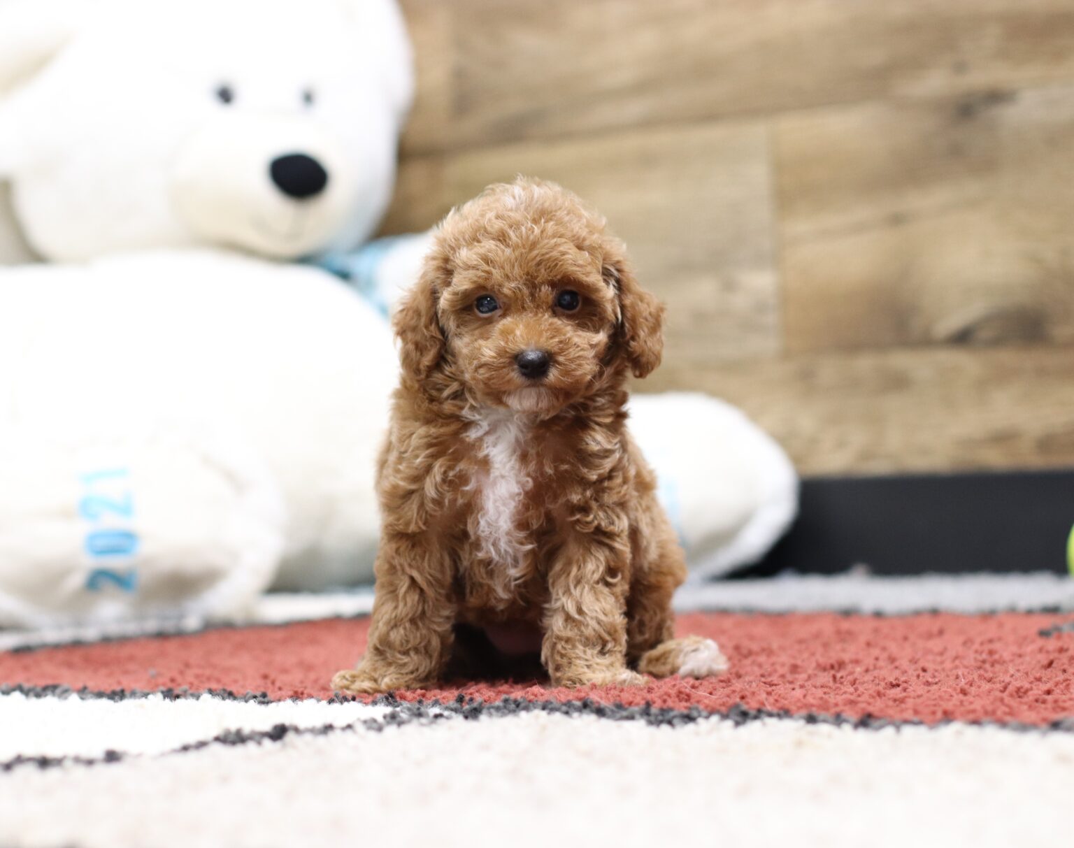 Miniature Poodle - Puppy Lodge