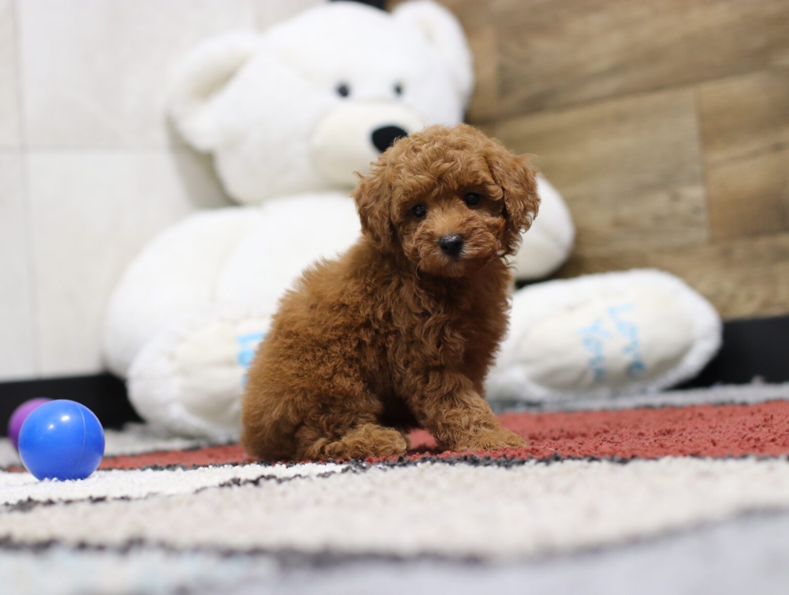 Miniature Poodle - Puppy Lodge