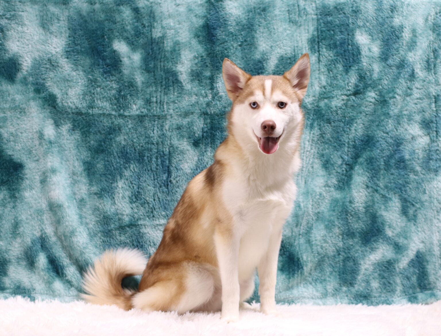 Pomsky - Puppy Lodge