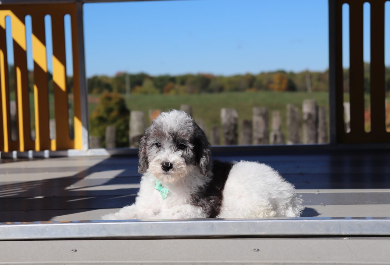 Miniature Poodle - Puppy Lodge