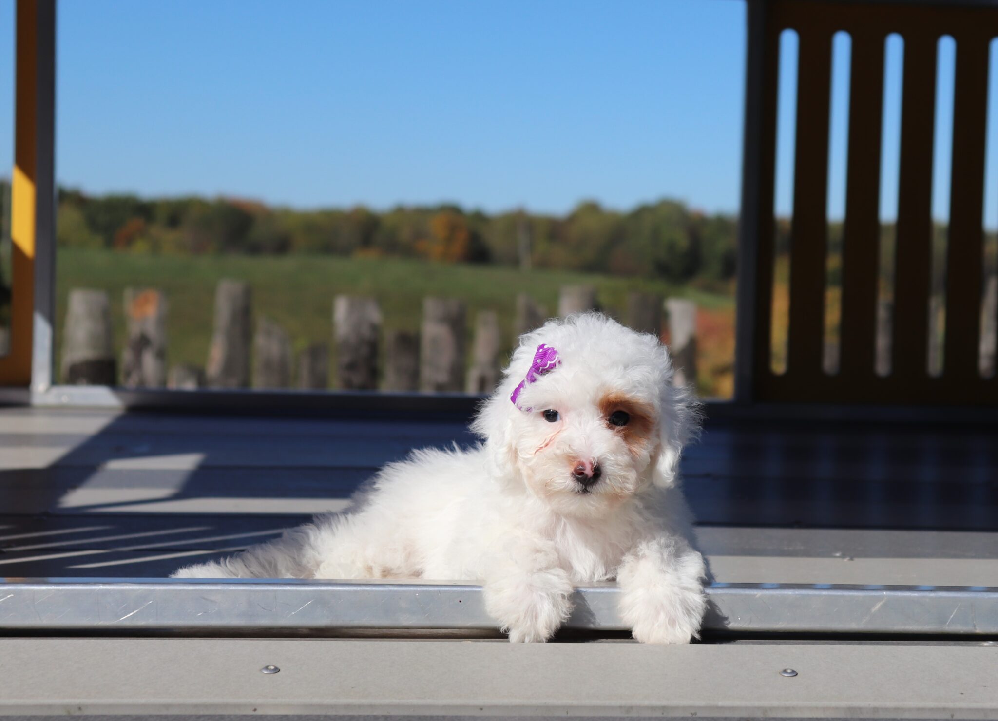 Miniature Poodle - Puppy Lodge