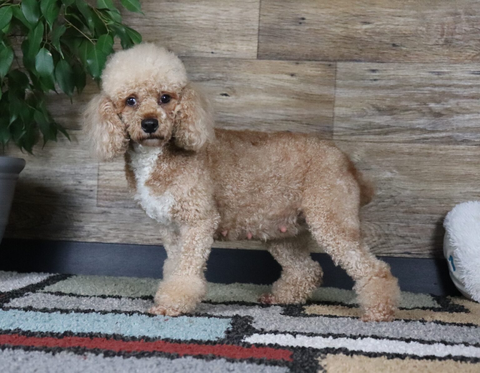 Spike Miniature Poodle | The Puppy Lodge
