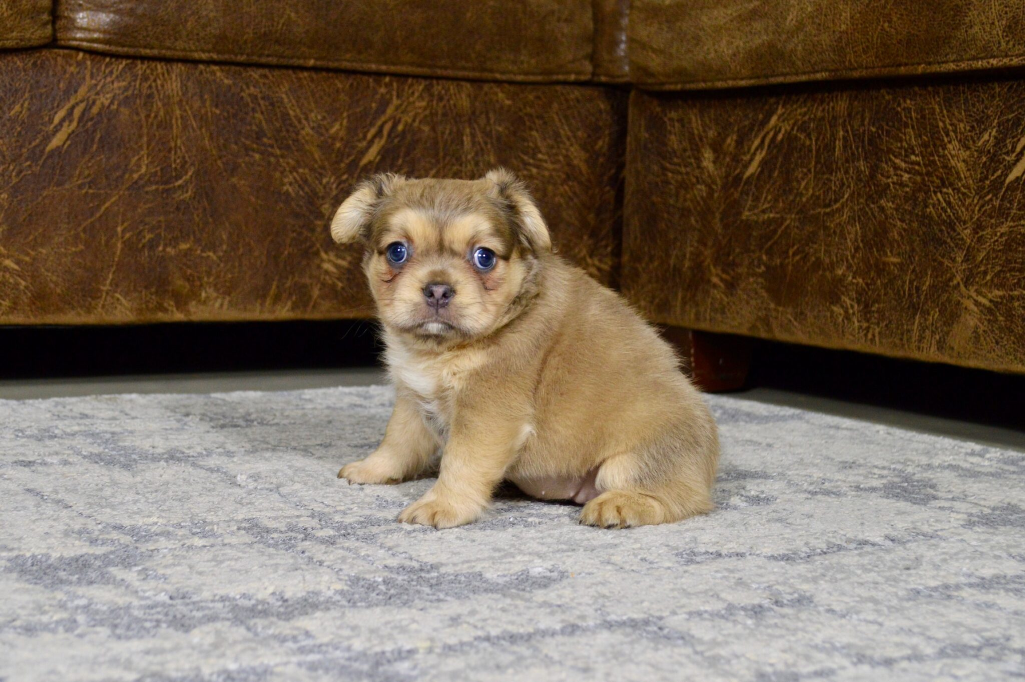 Fluffy Frenchie - Puppy Lodge