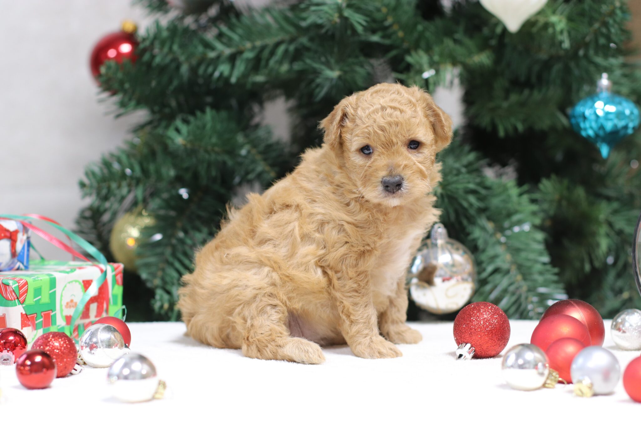 Miniature Poodle - Puppy Lodge