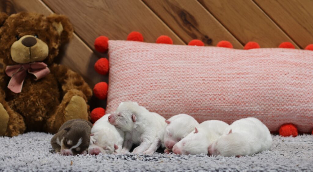 Snowflake Litter Litters | The Puppy Lodge