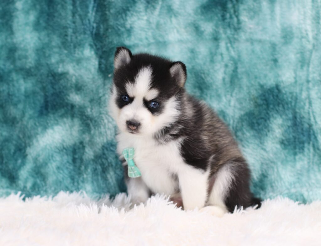 Pomsky - Puppy Lodge
