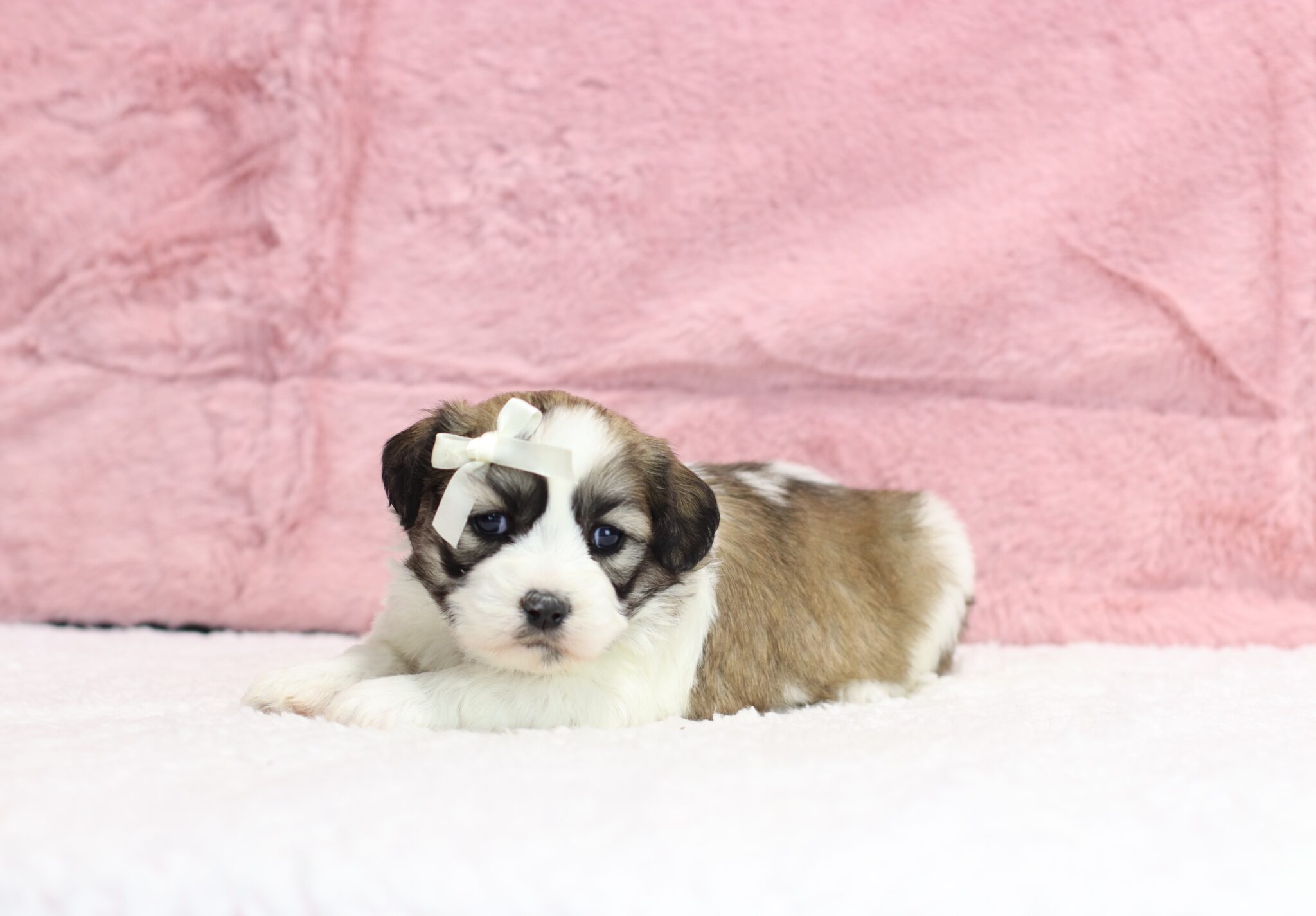Best Teddy Bear Puppies for Sale - The Puppy Lodge