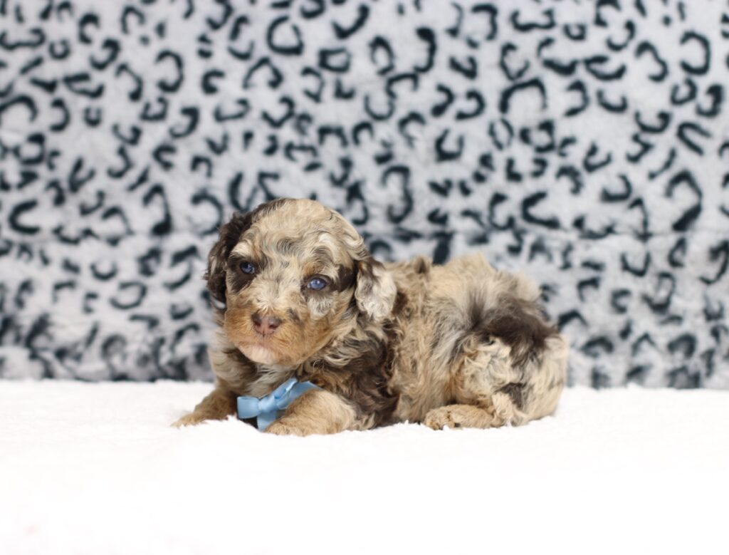 Miniature Poodle - Puppy Lodge