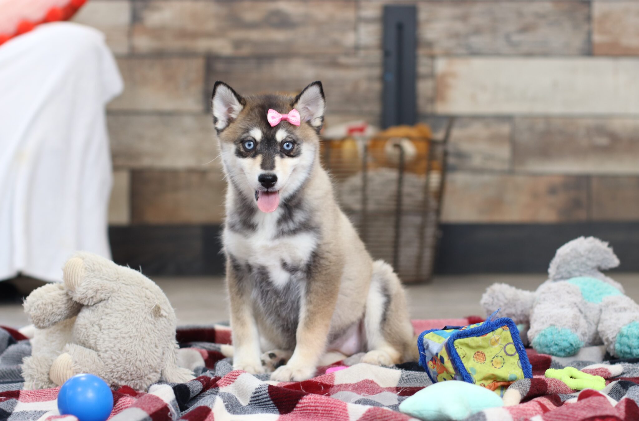 Zoey Pomsky | The Puppy Lodge