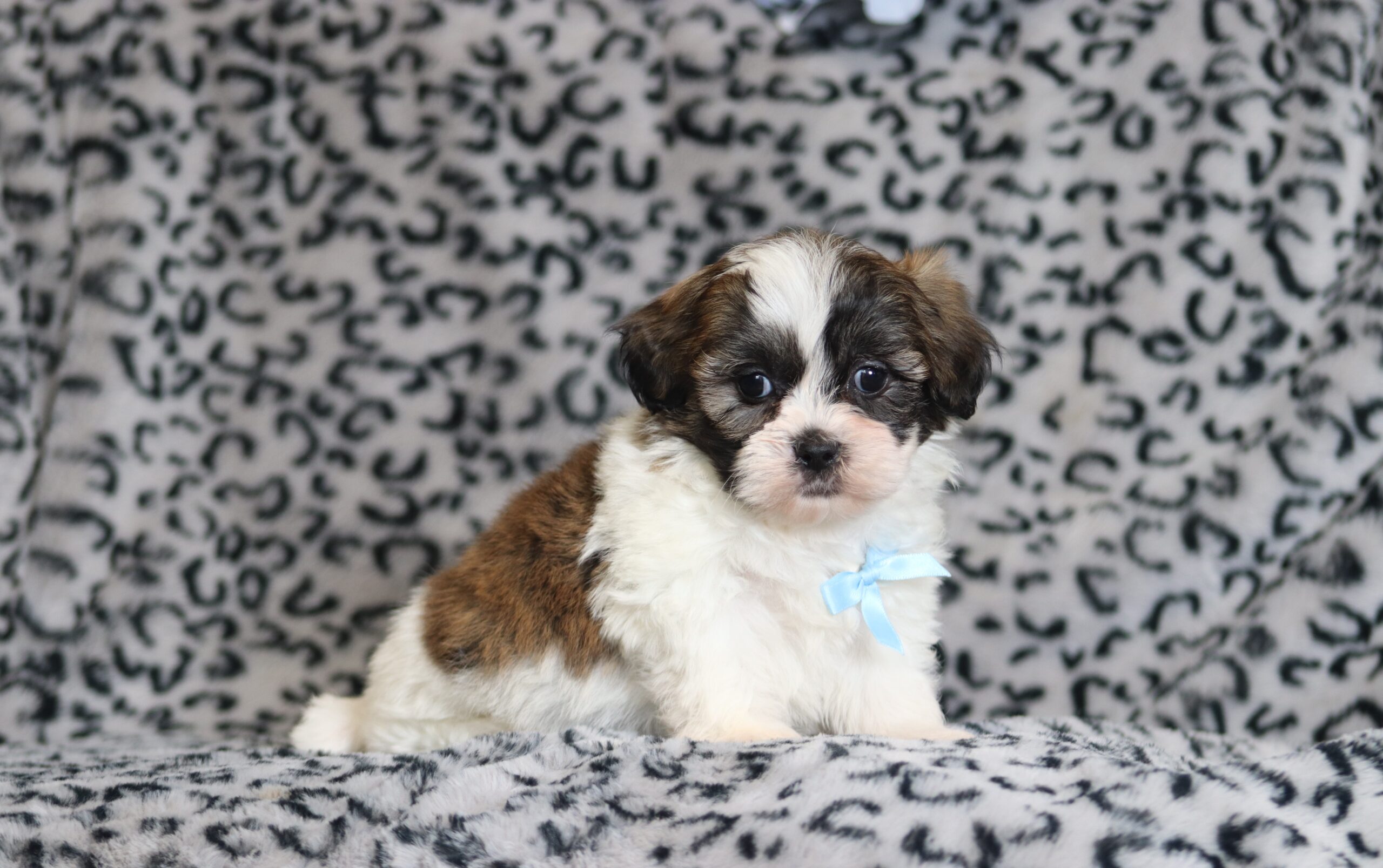 Neo Teddy Bear | The Puppy Lodge