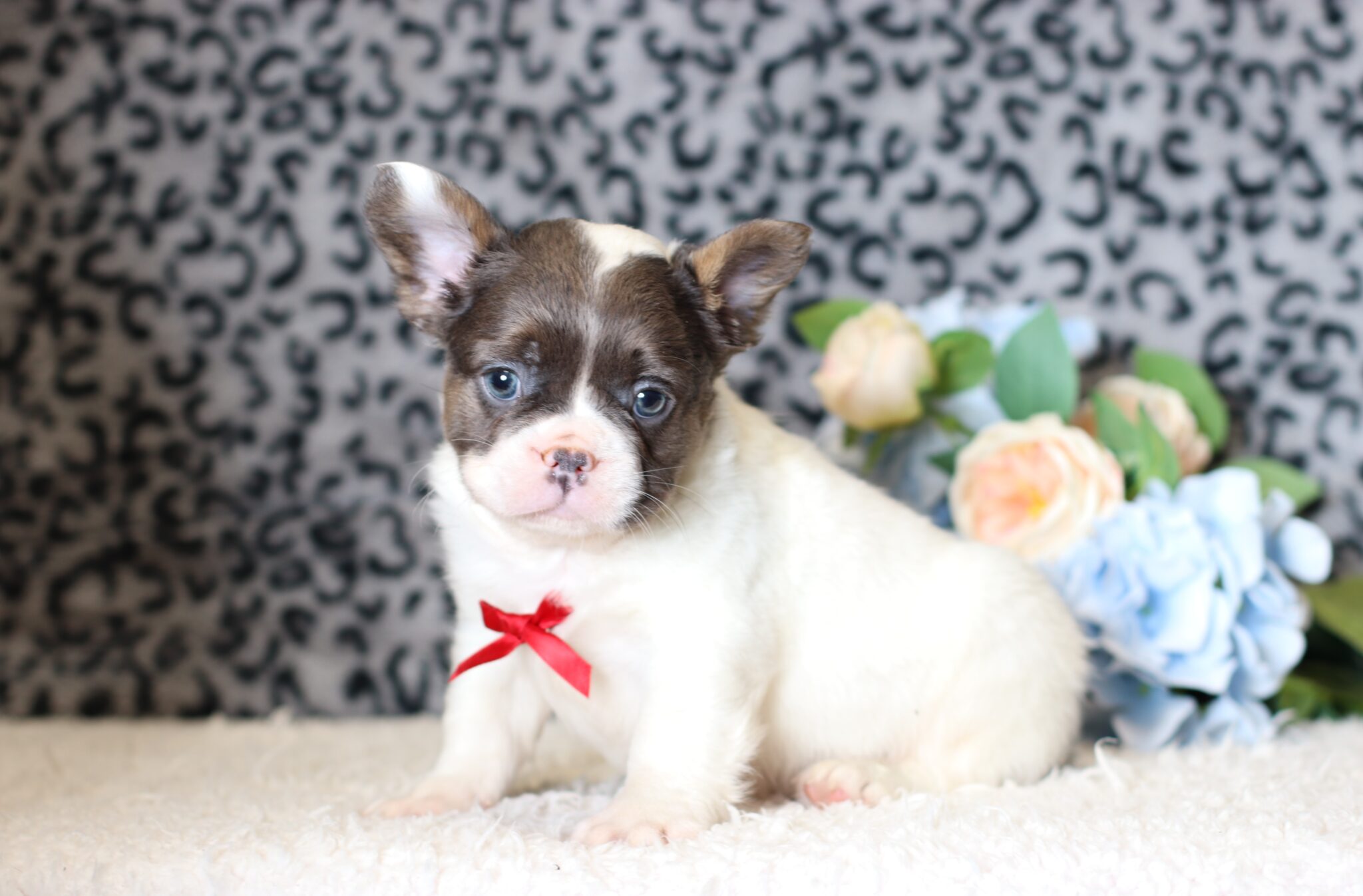 Fluffy Frenchie - Puppy Lodge