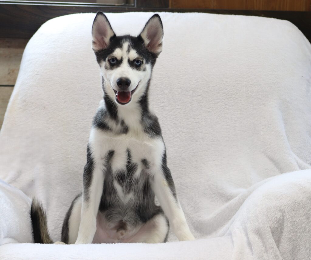 Best Pomsky Puppies for sale in Carmel, IN