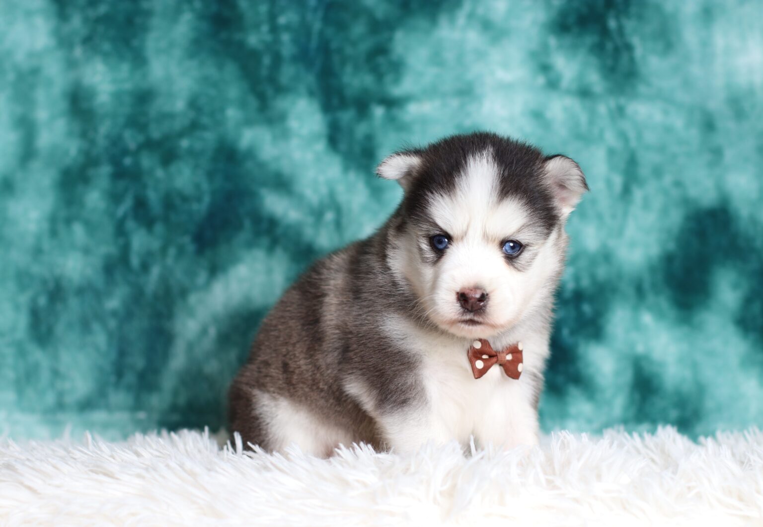 Pomsky - Puppy Lodge