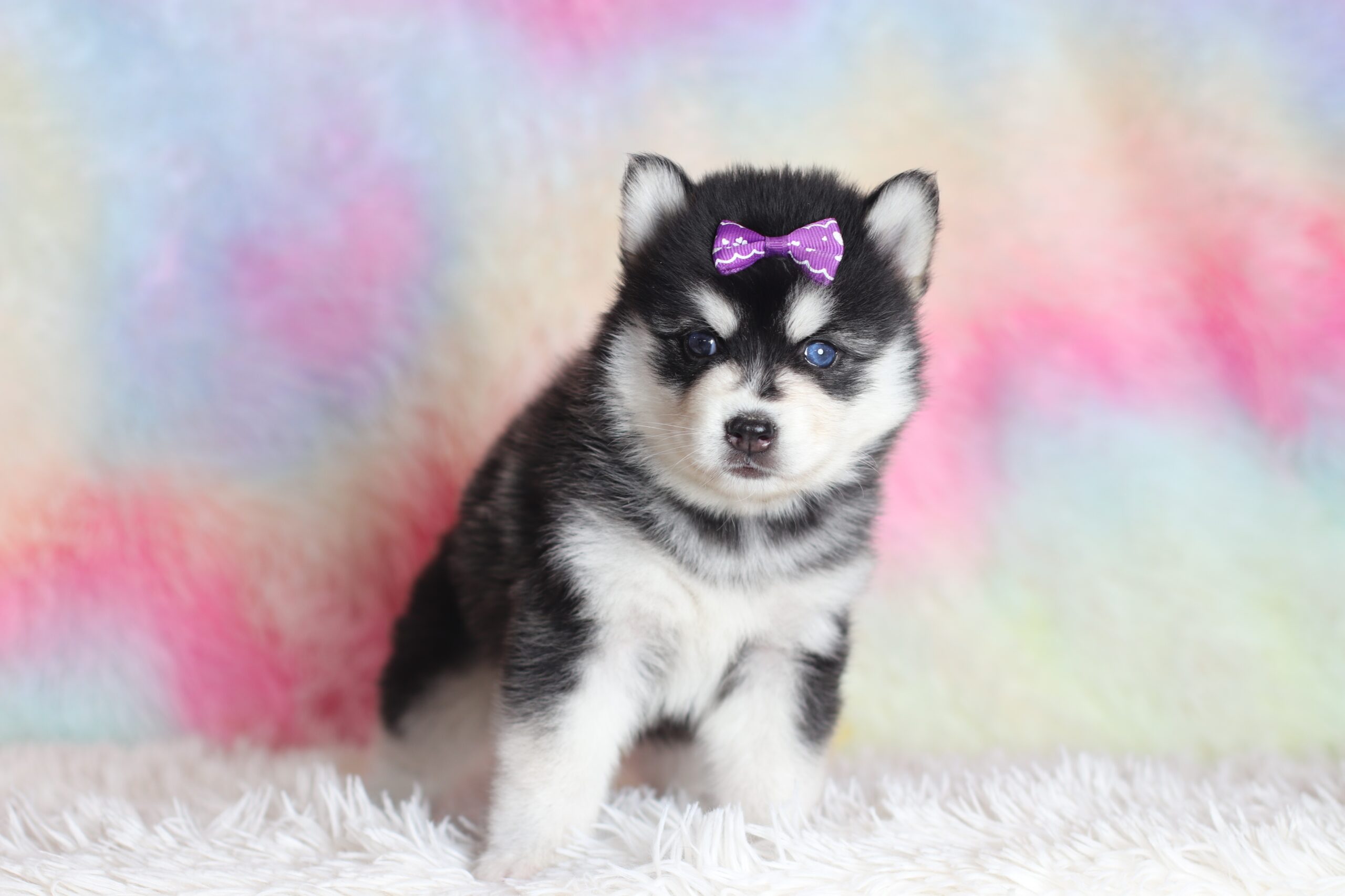 Lacey Pomsky | The Puppy Lodge