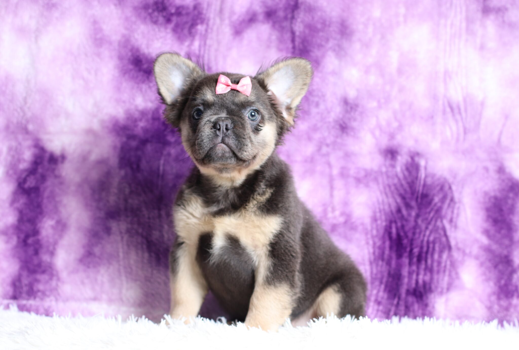 Best Fluffy French Bulldog Puppies for Sale - The Puppy Lodge