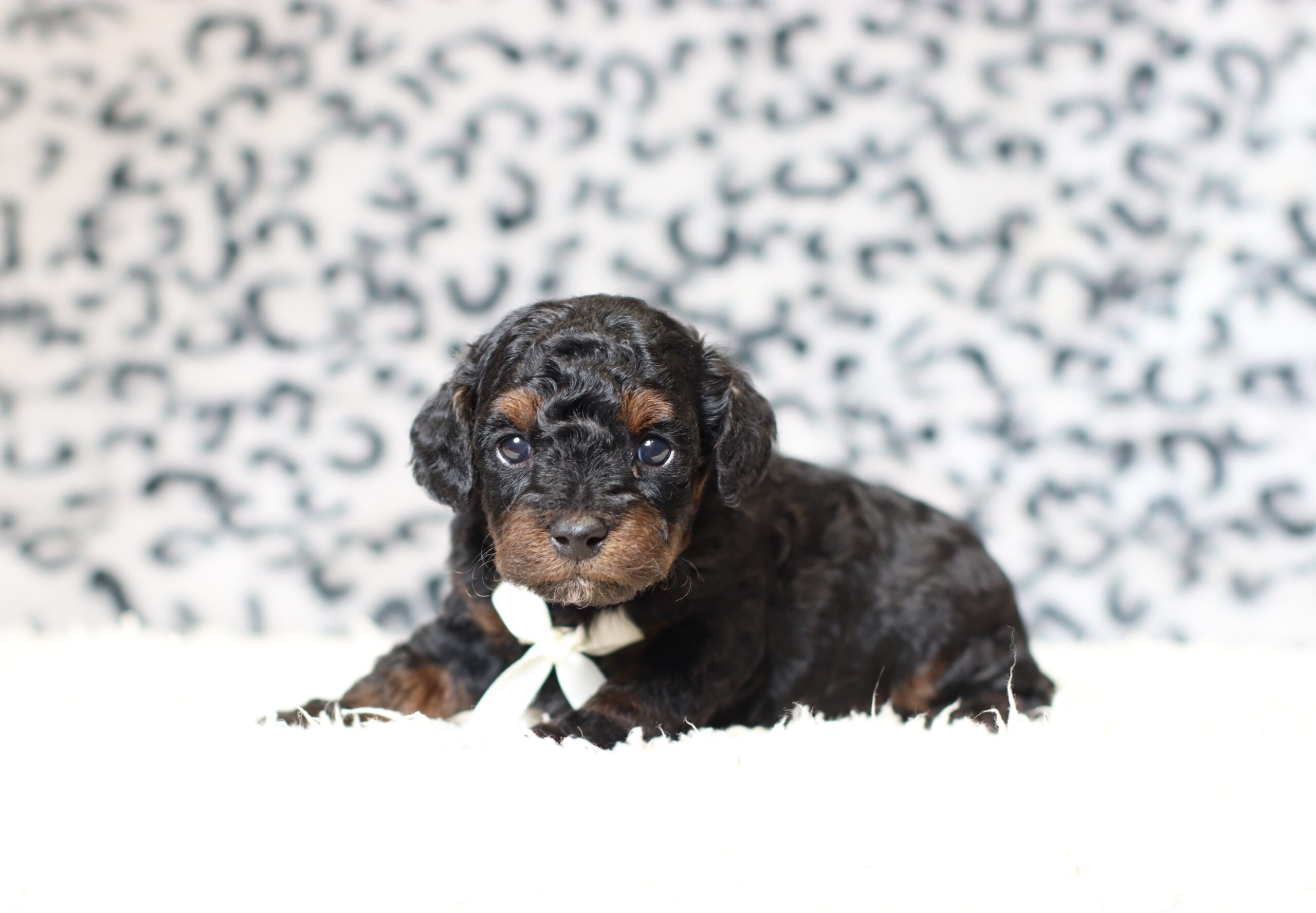 Dexter Miniature Poodle | The Puppy Lodge