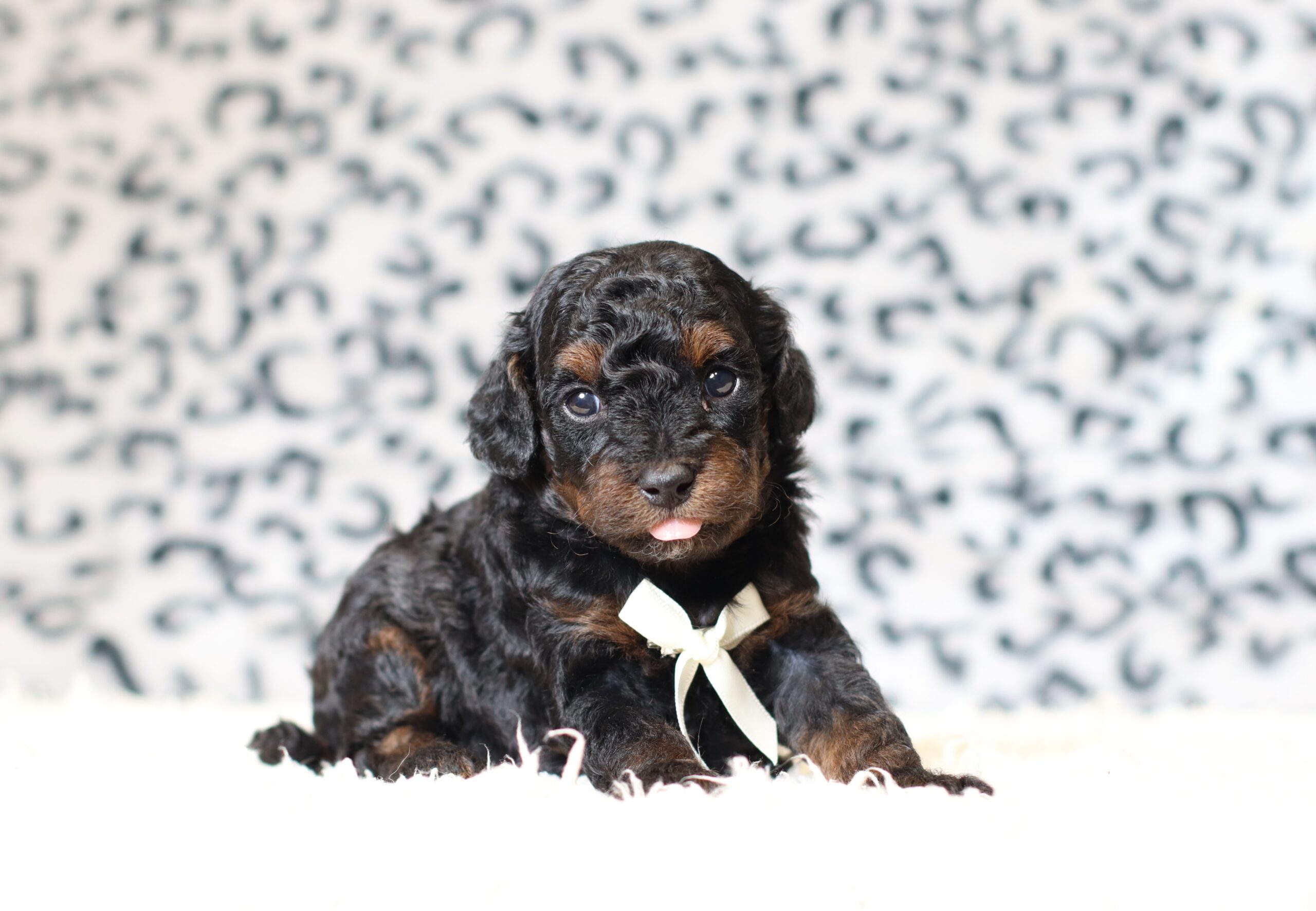 Dexter Miniature Poodle | The Puppy Lodge