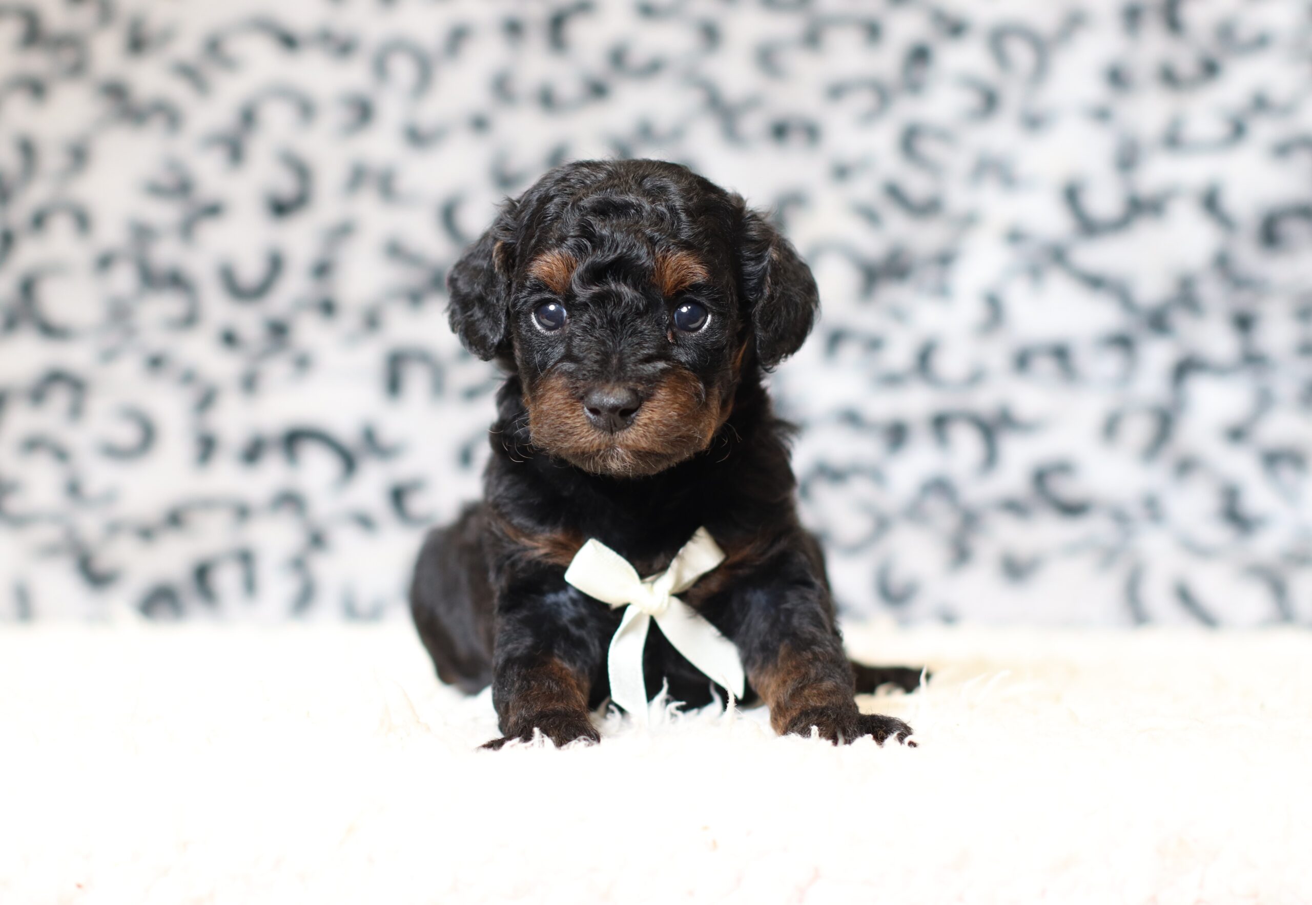Dexter Miniature Poodle | The Puppy Lodge