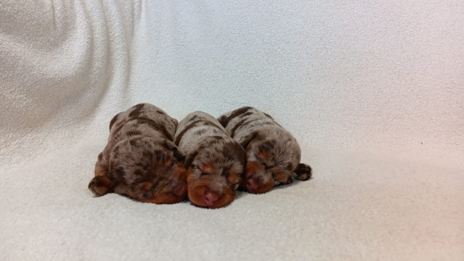 Pergalue’s Litter Litters | The Puppy Lodge