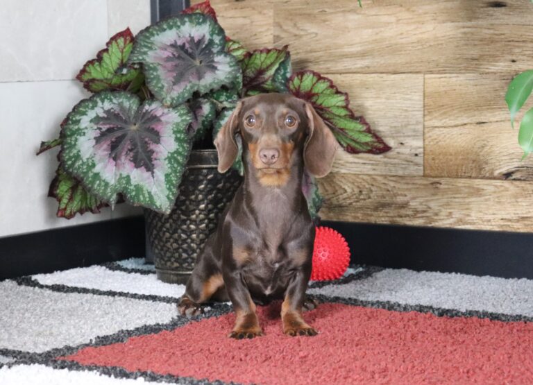 Pixel Miniature Dachshund | The Puppy Lodge