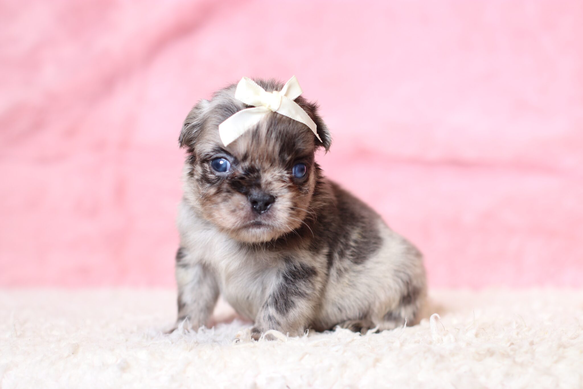 Best Fluffy French Bulldog Puppies for Sale - The Puppy Lodge