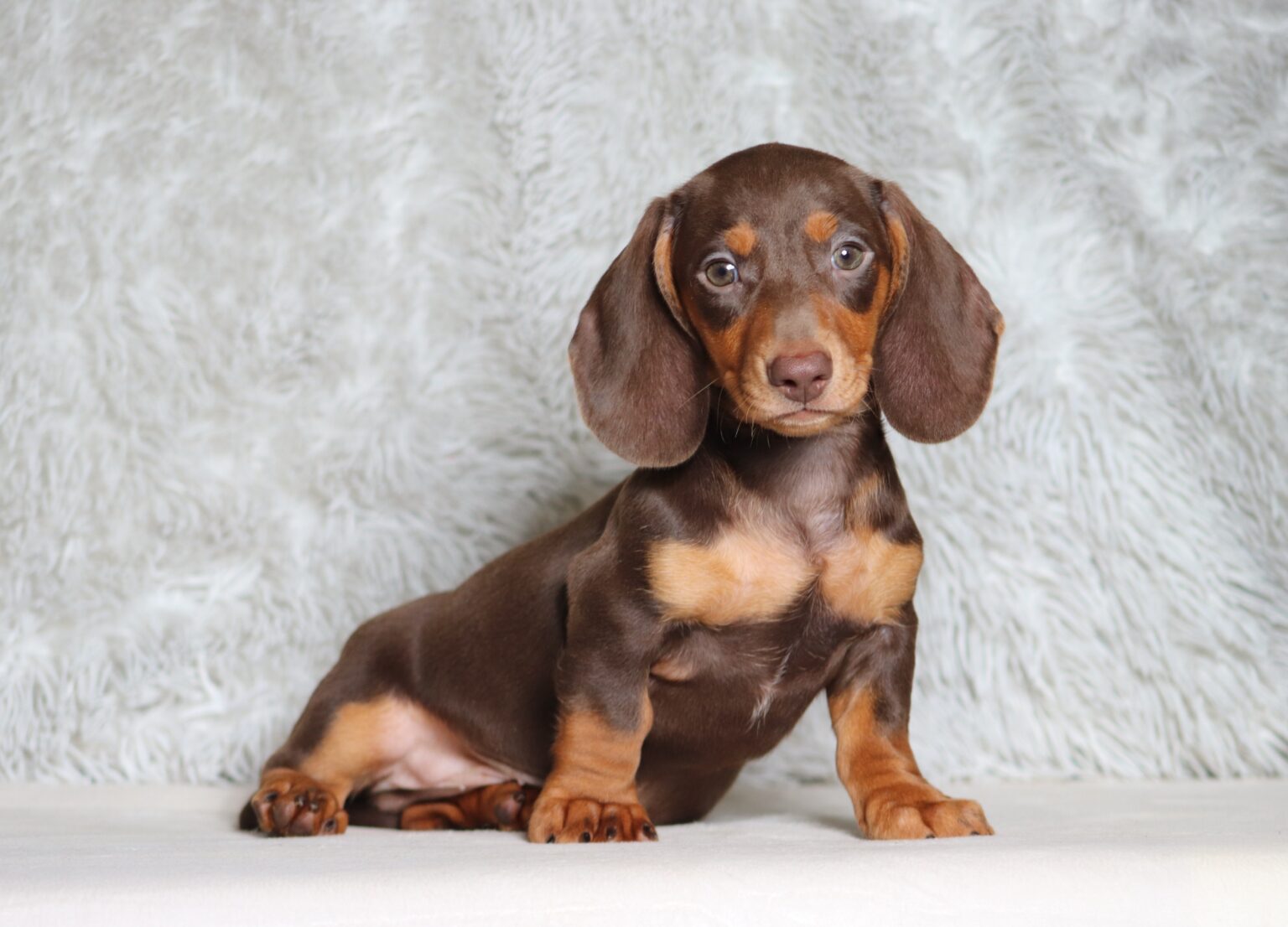 Pixel Miniature Dachshund | The Puppy Lodge