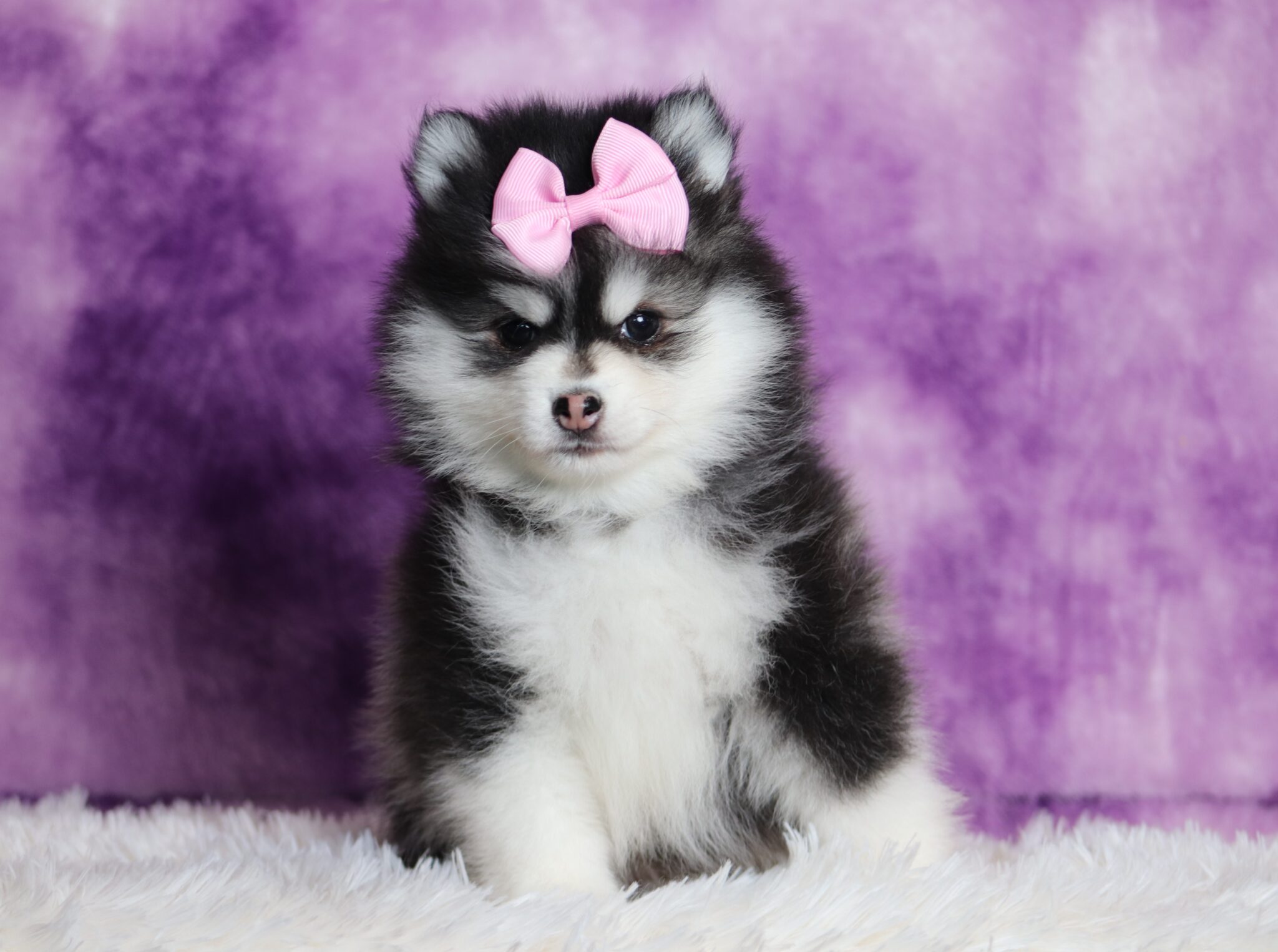 Best Pomsky Puppies for sale in Omaha, NE