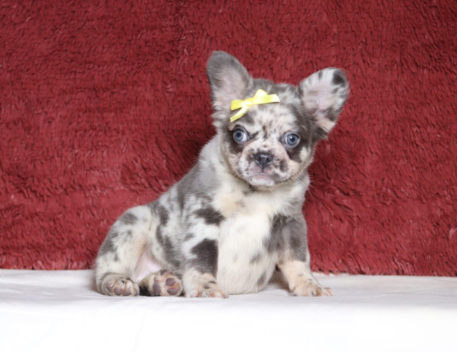 Best Fluffy French Bulldog Puppies for Sale - The Puppy Lodge