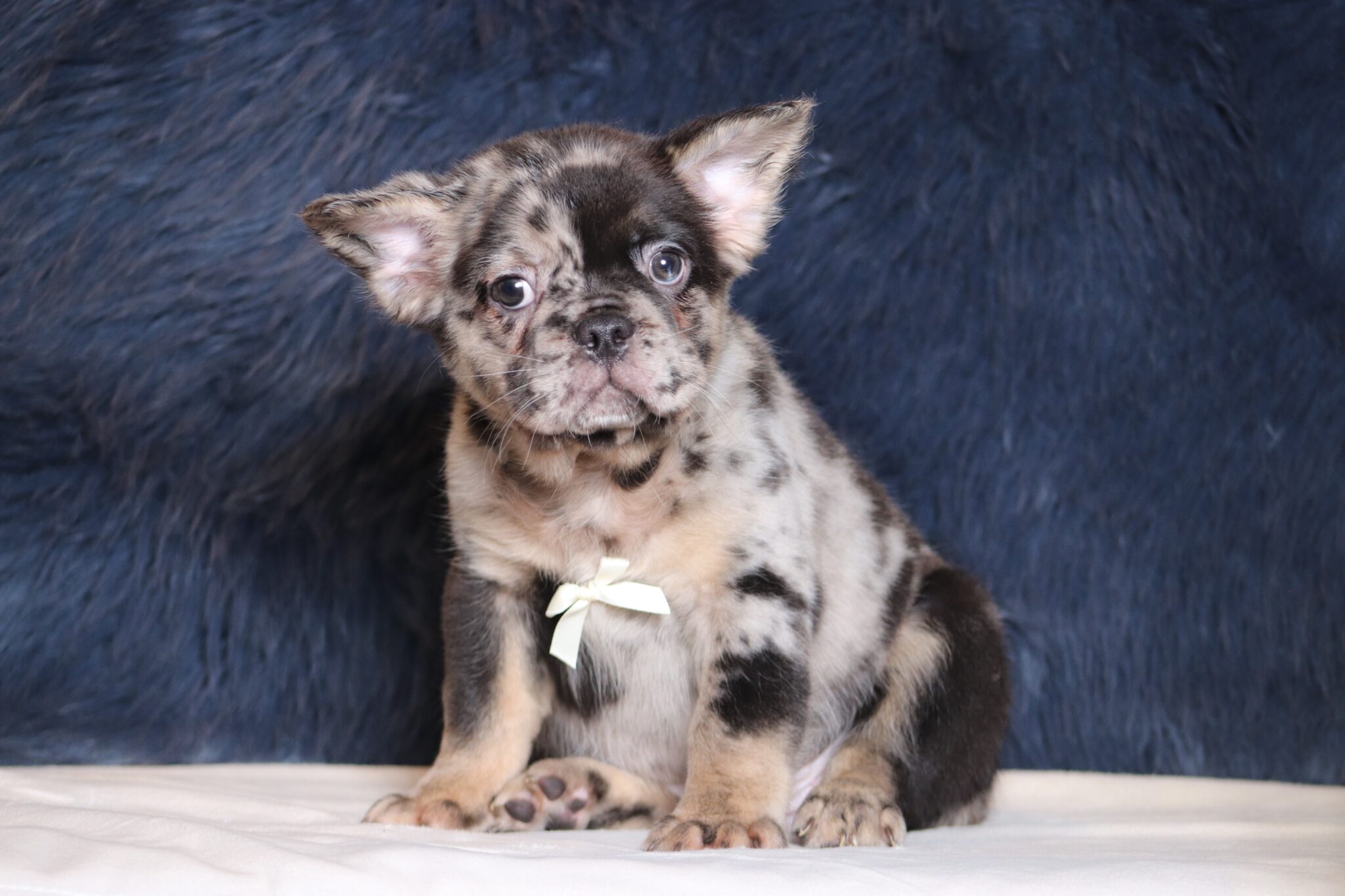 Best Fluffy French Bulldog Puppies for Sale - The Puppy Lodge