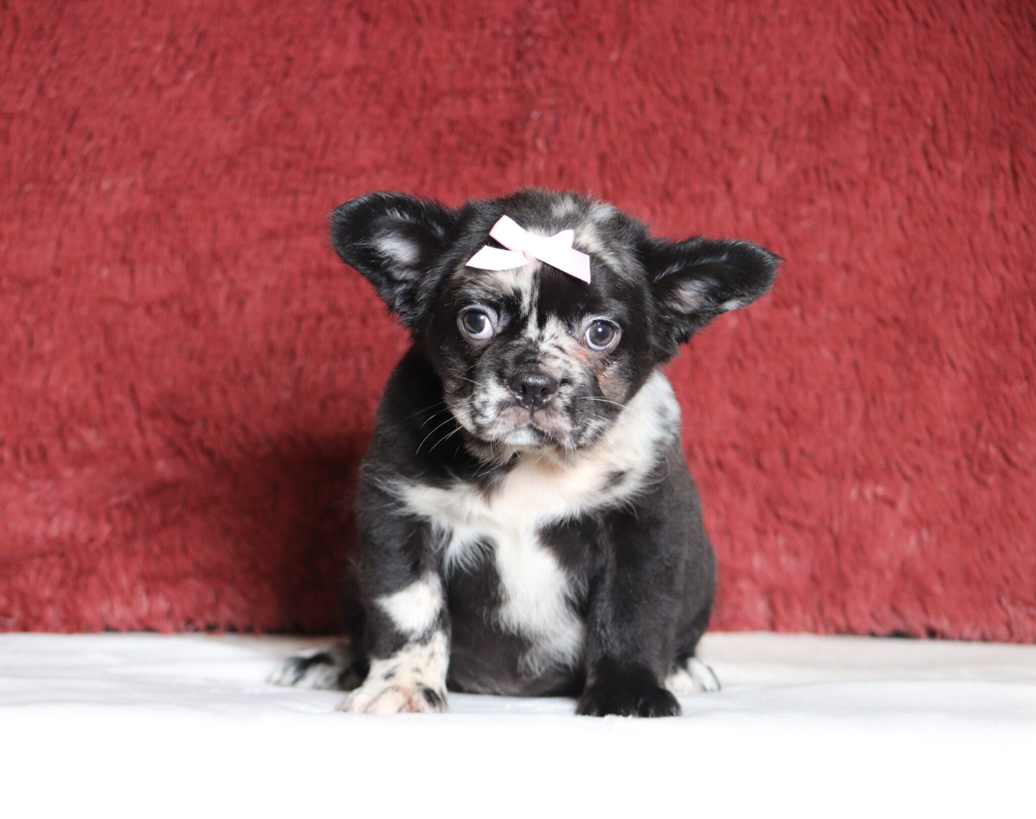Best Fluffy French Bulldog Puppies for Sale - The Puppy Lodge