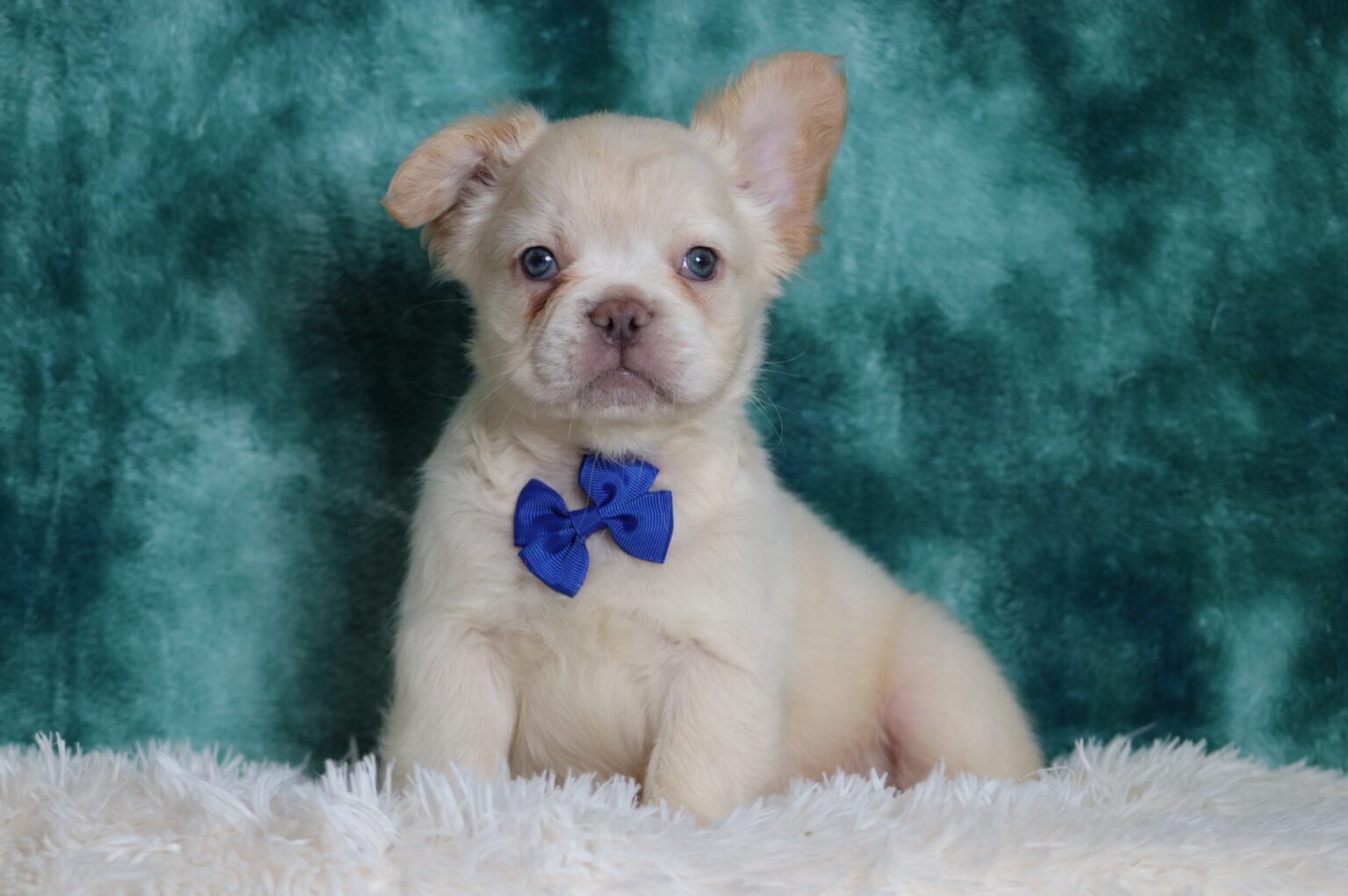 Best Fluffy French Bulldog Puppies for Sale - The Puppy Lodge