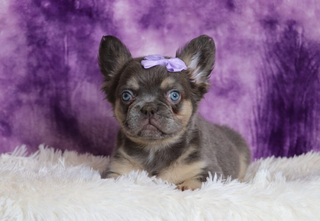 Best Fluffy French Bulldog Puppies for Sale - The Puppy Lodge